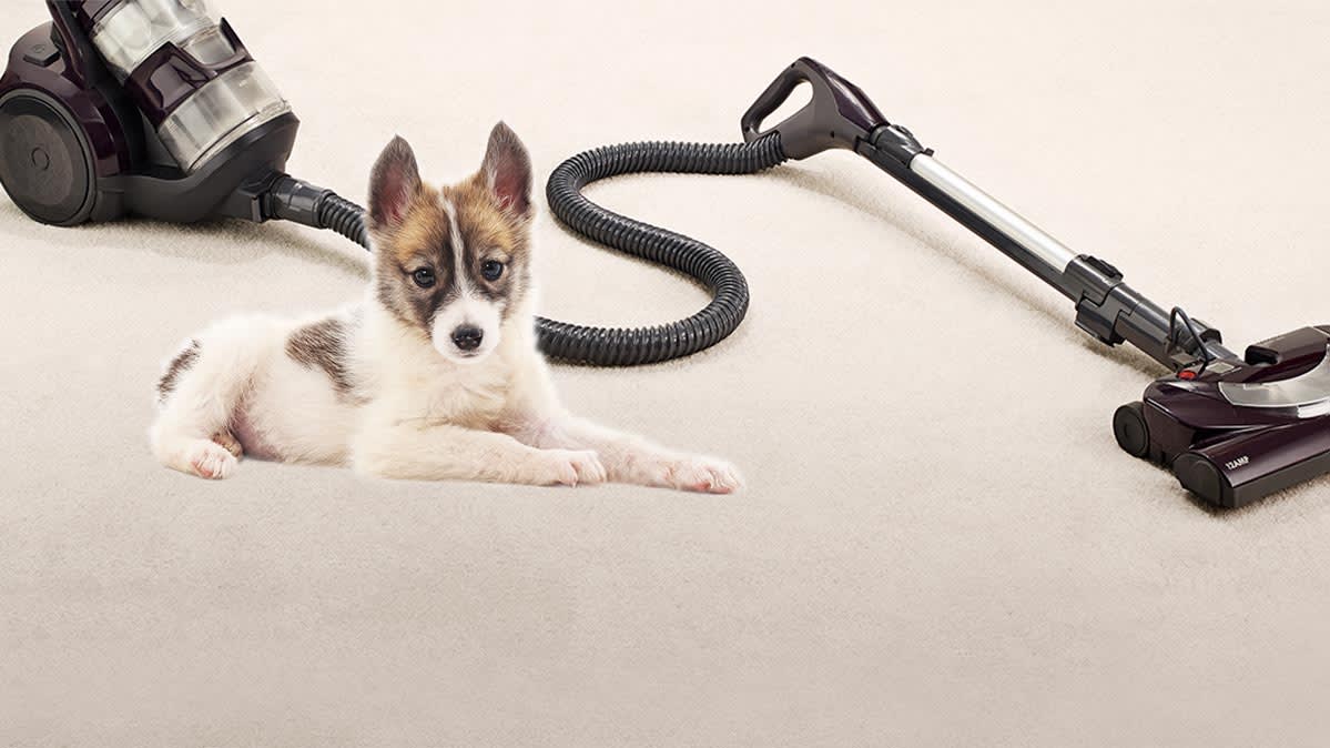 What to consider when choosing the right vacuum cleaner for dog hair ...
