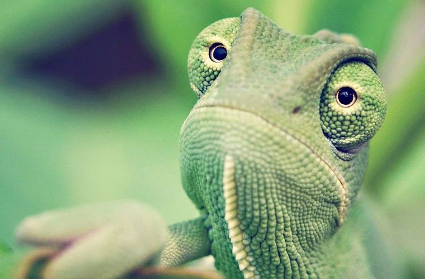 How to Take Care of Exotic Pets - iCharts