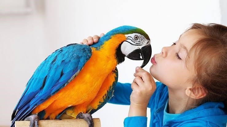 6 Best Kid Friendly Pet Birds - Love Birds - Meyer's Parrot - Pionus