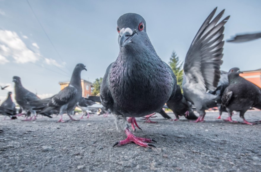 Pigeon Problem: What Are The Solutions In 2024 - iCharts