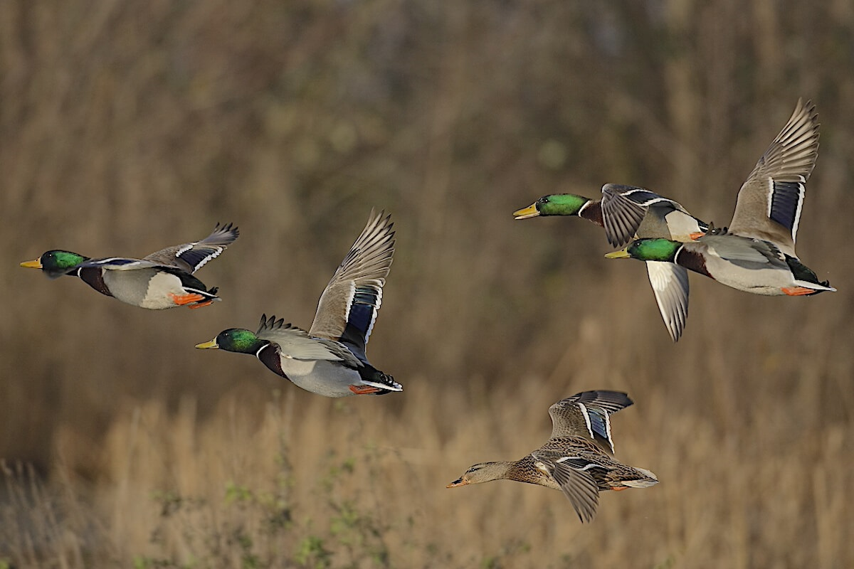 The Best Duck Hunting in Europe 2024 - iCharts